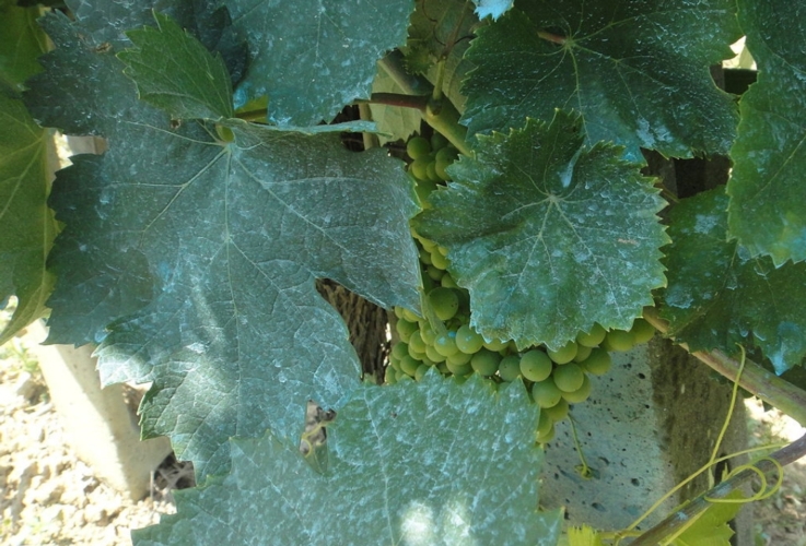 Riflessioni sull'uso del rame per la protezione delle piante - Accademia dei Georgofili