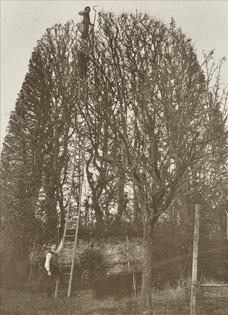 "Bosco, Albero, Uomo" - Mostra fotografica - Accademia dei Georgofili