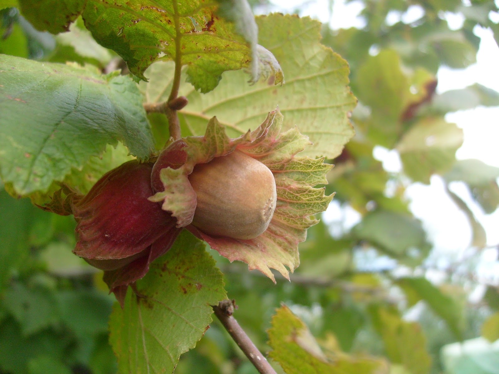 Analisi e prospettive della coltivazione del nocciolo in Italia ...