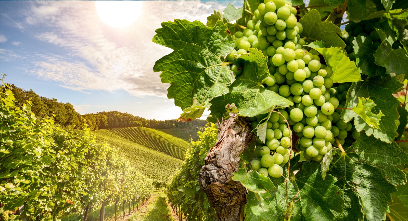 Viticoltura e Biochar: evidenze e prospettive future - Accademia dei ...